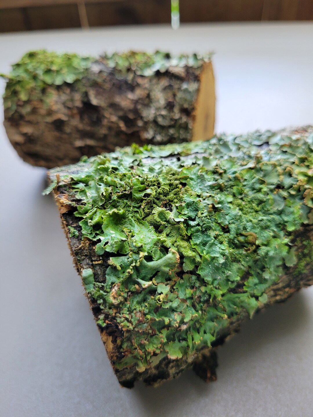 Lichens on Mini Logs 6", 2pcs Natural Terrarium Decor, Live Lichens on ...