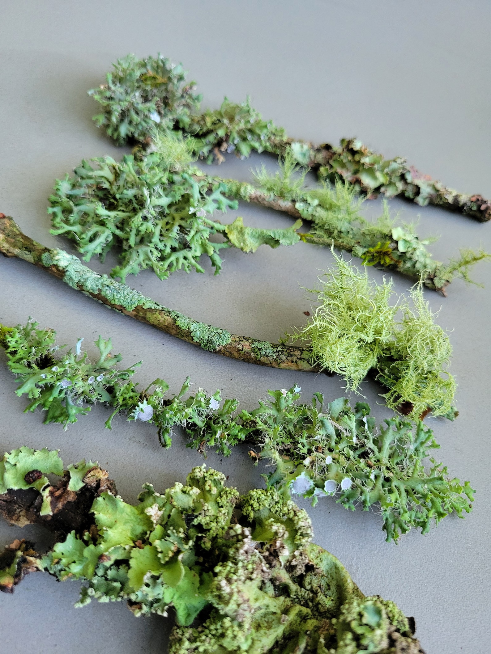 Natural Lichen Branches: Colorful Lichen Varieties and Assorted Sizes ...