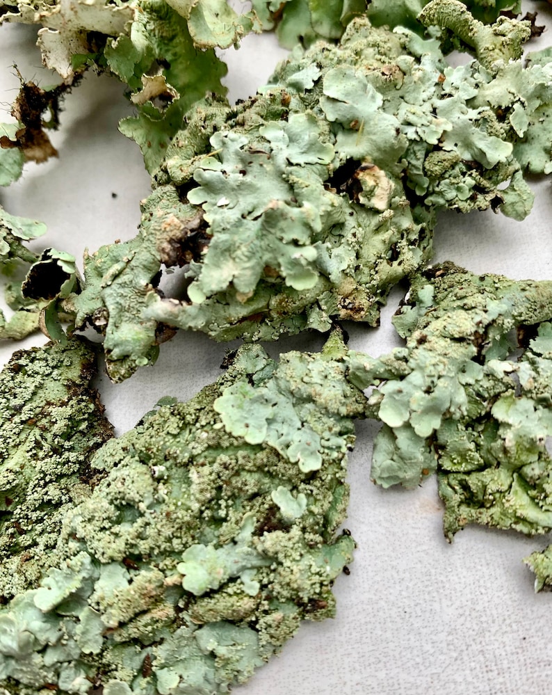 Natural Tree Lichen Mix: Terrarium & Craft Supply - Etsy Canada