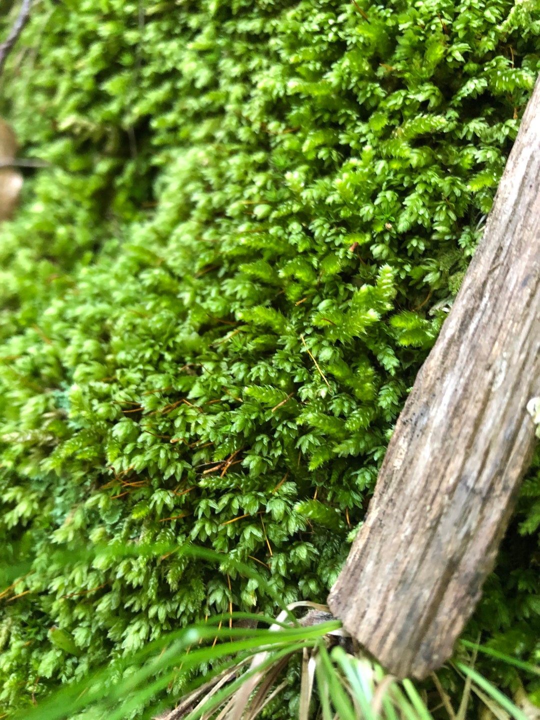 Spoon Leaved Moss Bryoandersonia Illecebra Live Terrarium Moss - Etsy