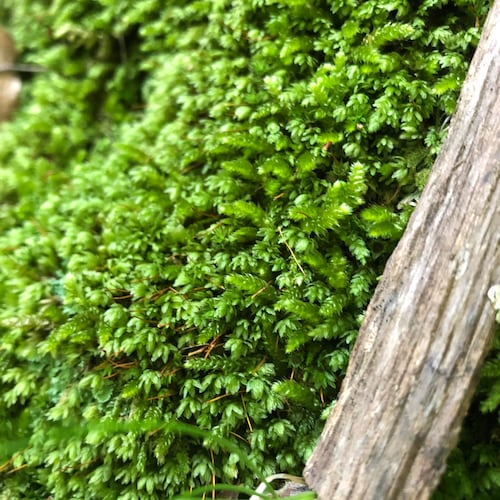 Spoon Leaved Moss Bryoandersonia Illecebra Live Terrarium Moss - Etsy