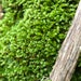 Spoon Leaved Moss, Bryoandersonia Illecebra, Live Terrarium Moss - Etsy