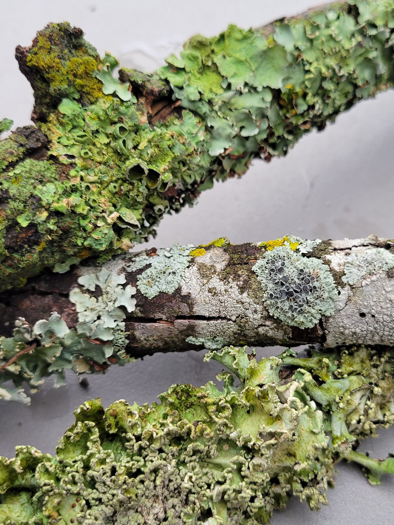 Natural Lichen Branches: Colorful Lichen Varieties and Assorted Sizes ...