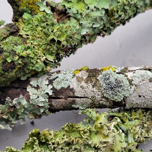 Natural Lichen Branches: Colorful Lichen Varieties and Assorted Sizes ...