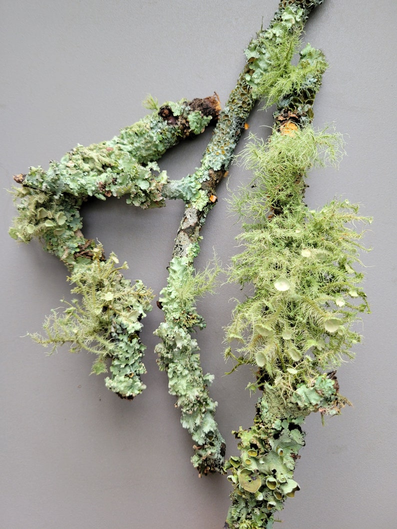 Natural Lichen Branches: Colorful Lichen Varieties and Assorted Sizes ...