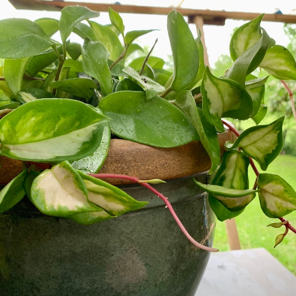 Hoya Rubra - Etsy
