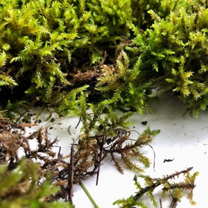 Live American Tree Moss: Climacium Dendroides Strands - Etsy