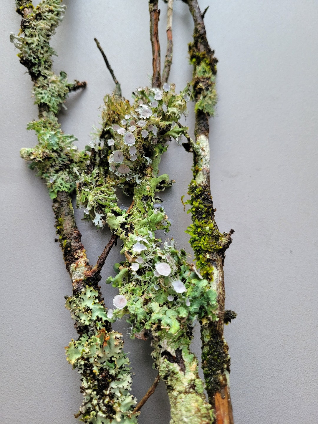Lichen Branches, 3pc Live Natural Lichens for Terrariums and Habitats ...