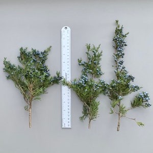 Fresh Cut Juniper Boughs, Natural Holiday Decor, Sizes Range From ...