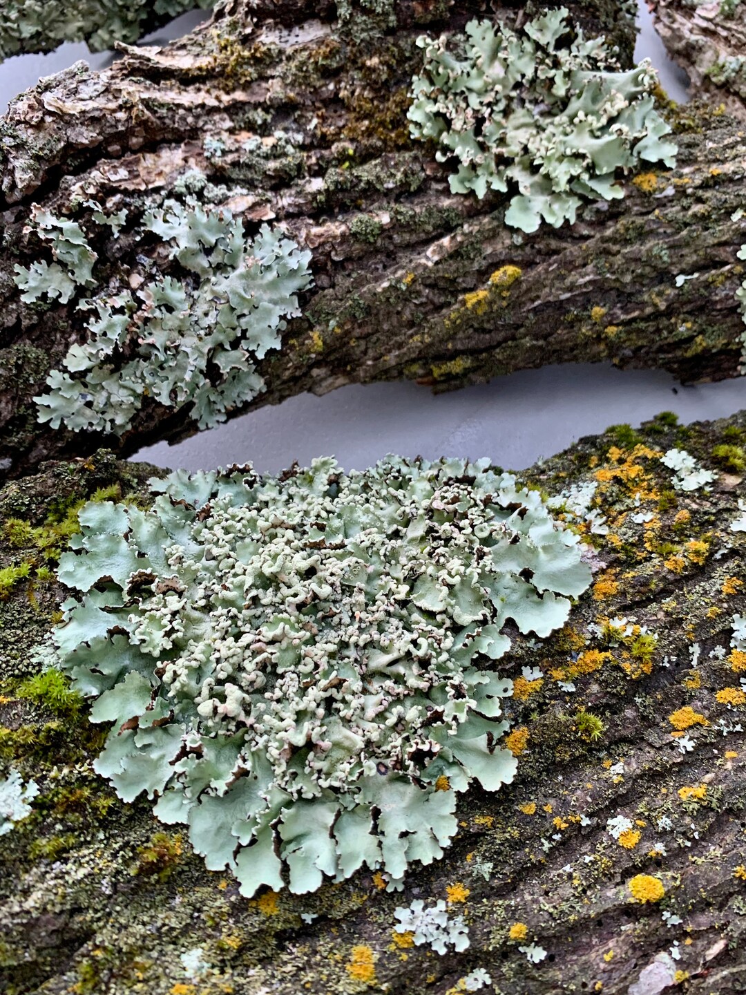 Lichen Bark Assortment 3 Sizes Available All Natural Terrarium Decor - Etsy