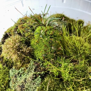 Mini Terrarium Moss Mix - Etsy