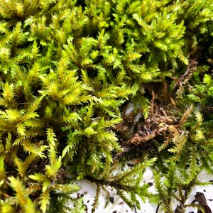 Live American Tree Moss: Climacium Dendroides Strands - Etsy