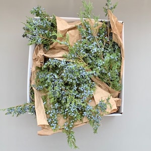 Fresh Cut Juniper Boughs, Natural Holiday Decor, Sizes Range From ...