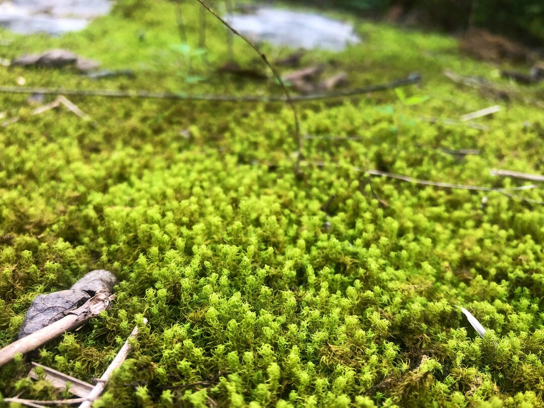 Twisted Moss Syntrichia Ruralis Terrarium Moss Ground Cover - Etsy