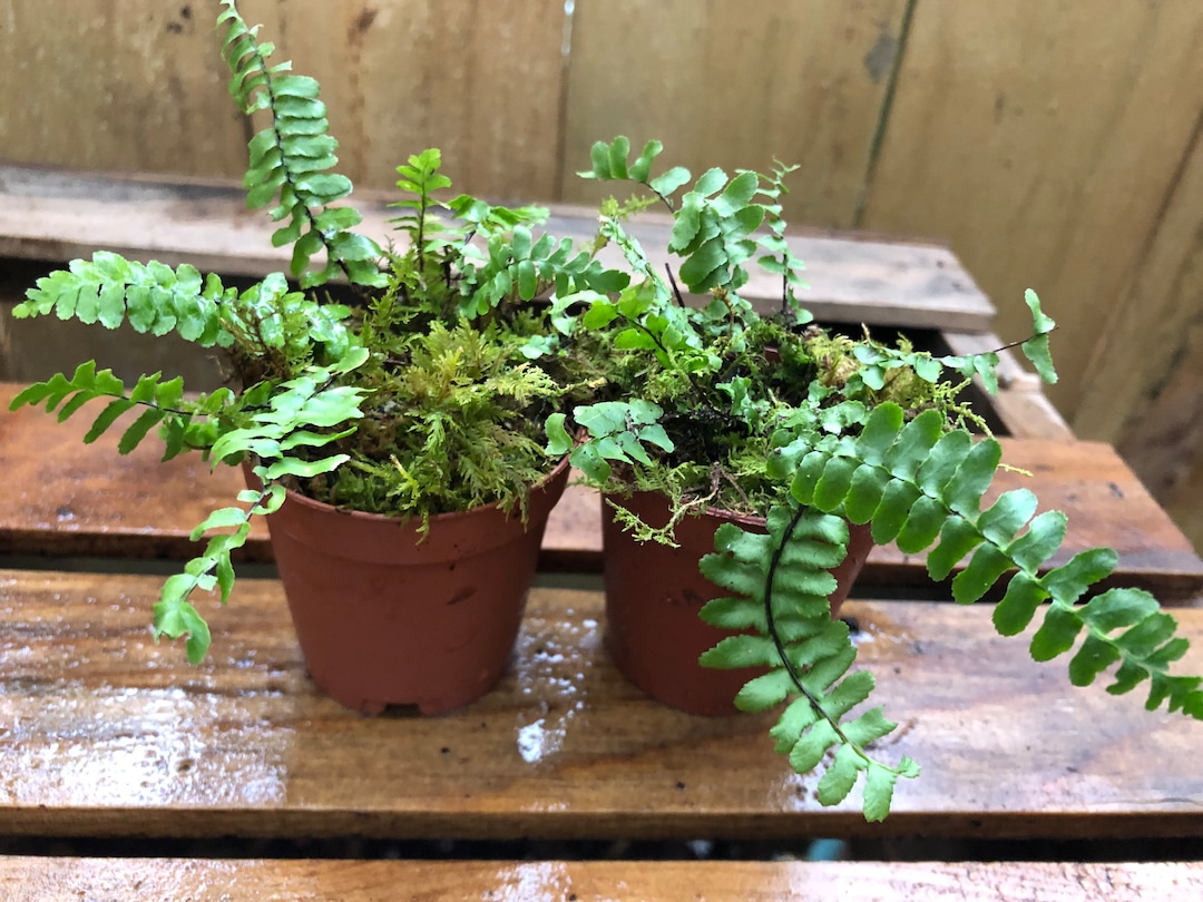 Mini Terrarium Plants, Dwarf Ferns and More! Live Plants, Several ...
