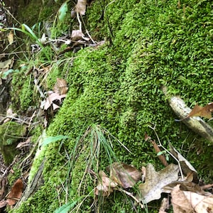 Spoon Leaved Moss, Bryoandersonia Illecebra, Live Terrarium Moss - Etsy
