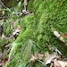 Spoon Leaved Moss, Bryoandersonia Illecebra, Live Terrarium Moss - Etsy