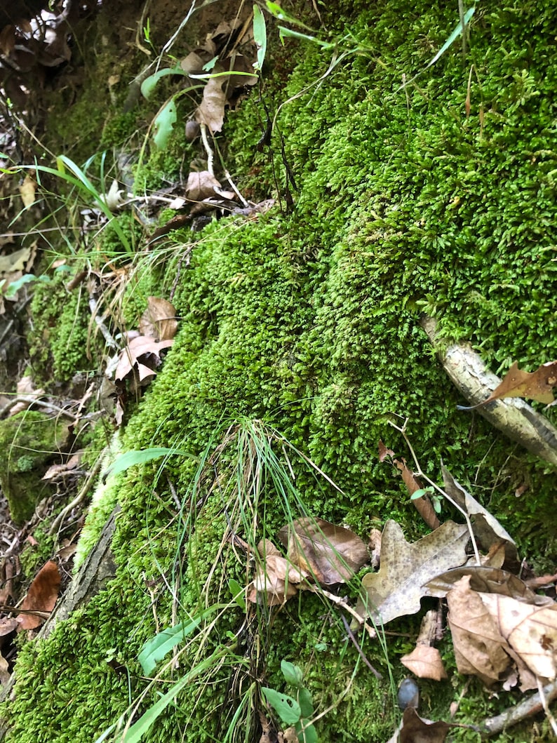 Spoon Leaved Moss, Bryoandersonia Illecebra, Live Terrarium Moss - Etsy