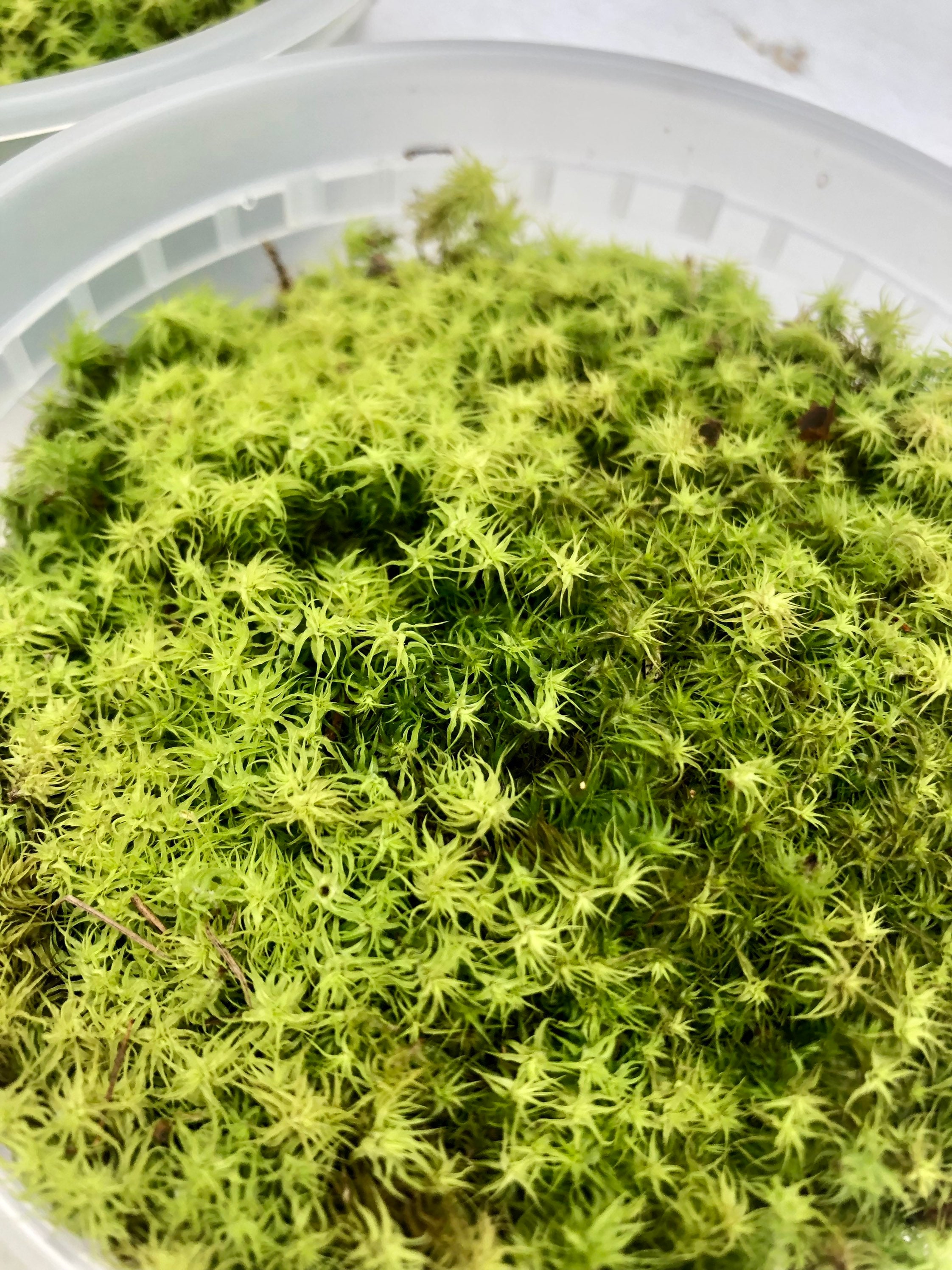 Twisted Moss Syntrichia Ruralis - Etsy