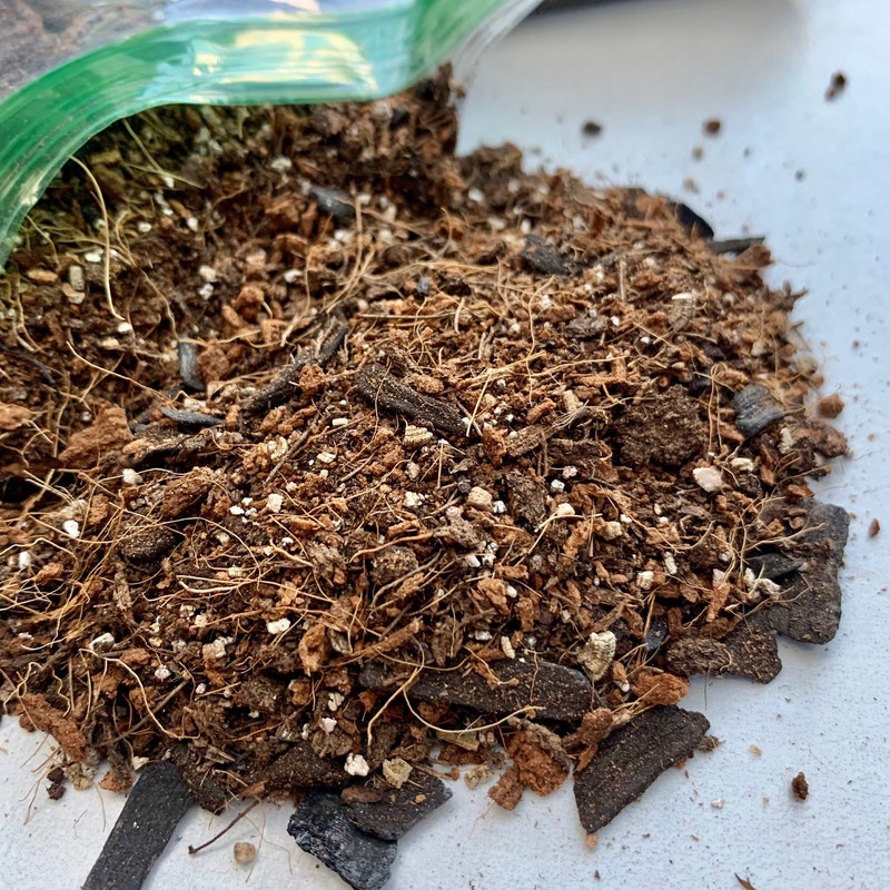 Terrarium Kit - Etsy