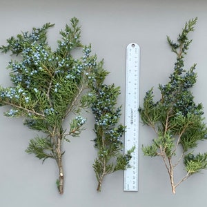 Fresh Cut Juniper Boughs, Natural Holiday Decor, Sizes Range From ...