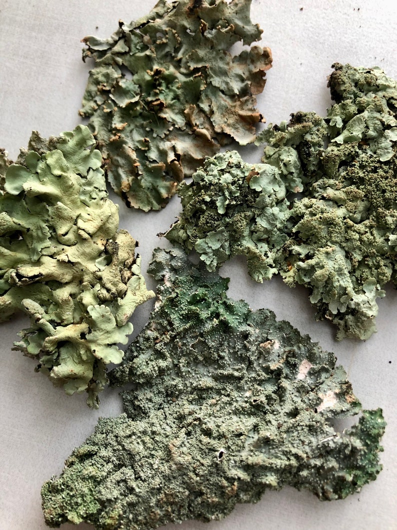 Natural Tree Lichen Mix: Terrarium & Craft Supply - Etsy Canada