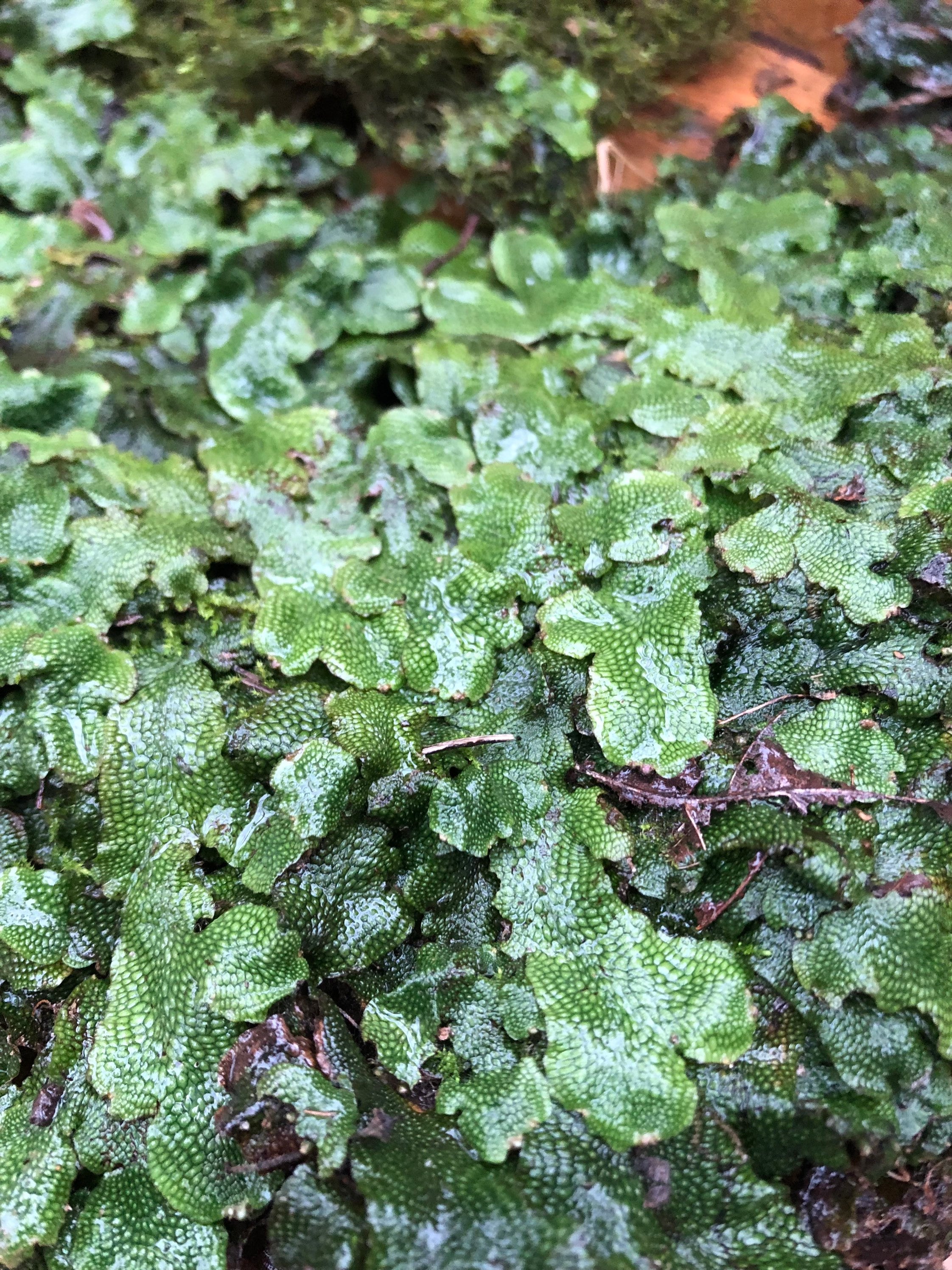 Liverworts Plants