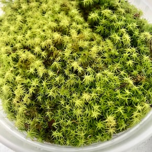 Twisted Moss Syntrichia Ruralis Terrarium Moss Ground Cover - Etsy