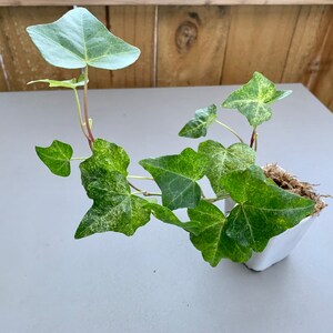 Gold Dust Ivy Hedera Helix - Etsy