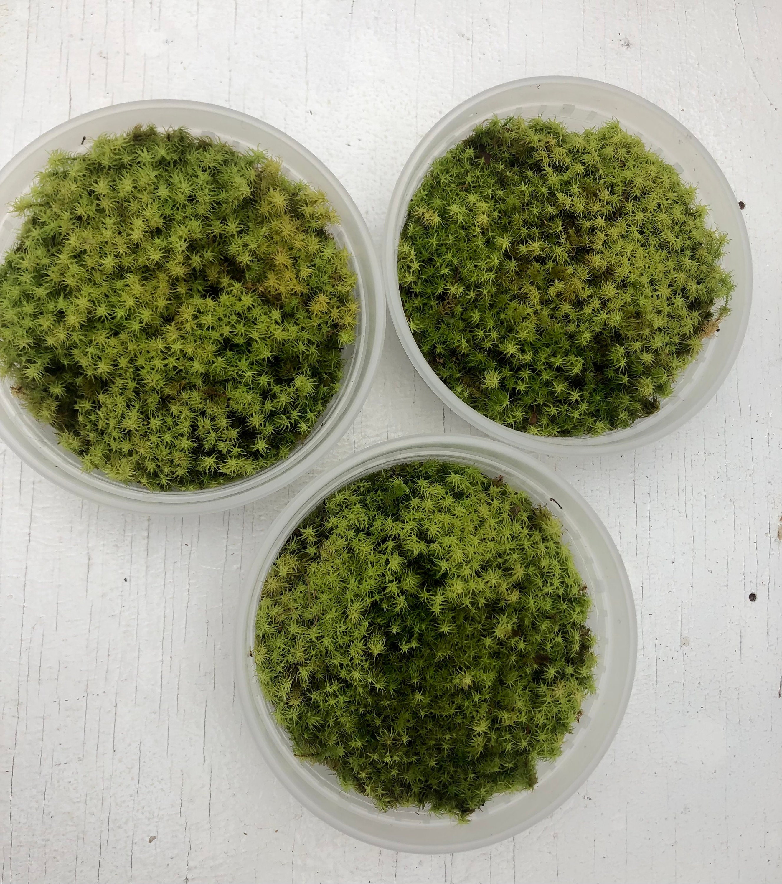 Twisted Moss Syntrichia Ruralis - Etsy