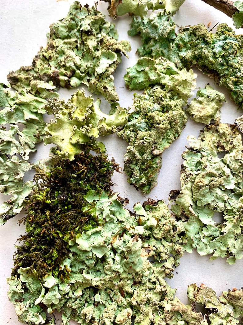 Natural Tree Lichen Mix: Terrarium & Craft Supply - Etsy Canada