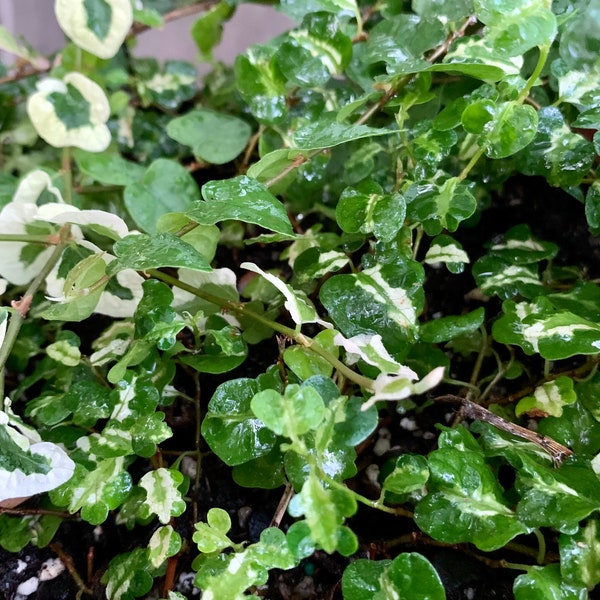 Oak Leaf Creeping Fig Terrarium - Etsy