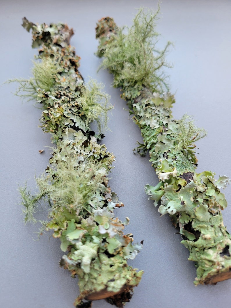 Natural Lichen Branches: Colorful Lichen Varieties and Assorted Sizes ...