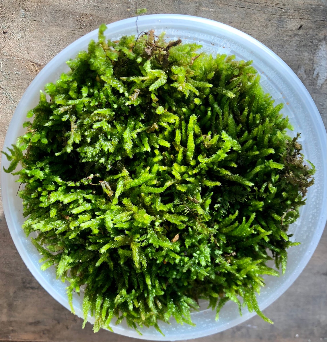 Spoon Leaved Moss Bryoandersonia Illecebra Live Terrarium Moss - Etsy