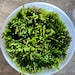 Spoon Leaved Moss, Bryoandersonia Illecebra, Live Terrarium Moss - Etsy