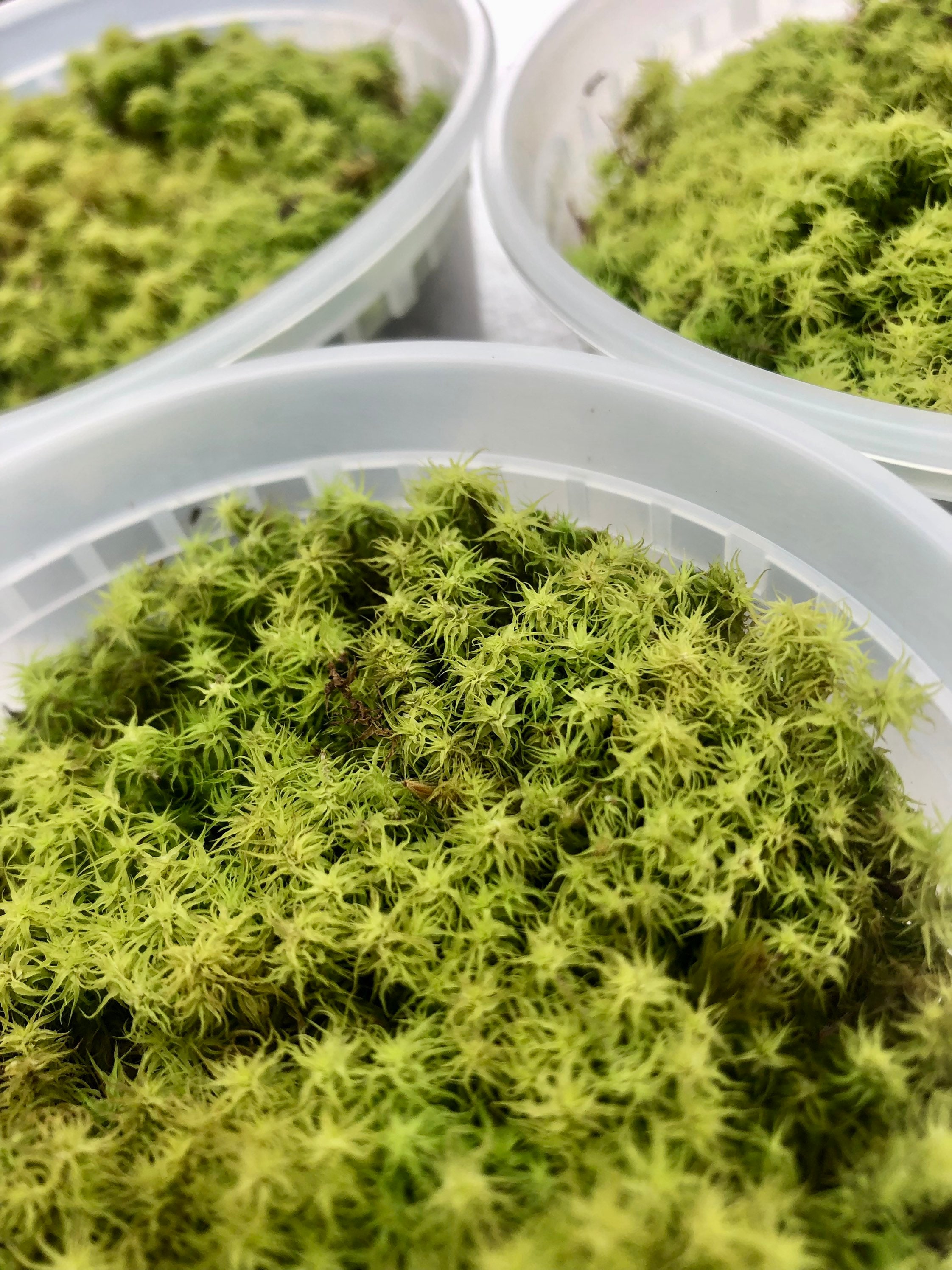 Twisted Moss Syntrichia Ruralis - Etsy