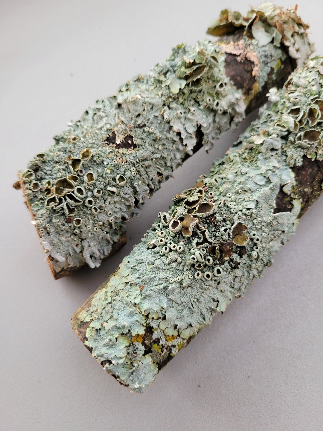 Mini Lichen Logs, Natural Terrarium Decor - Etsy