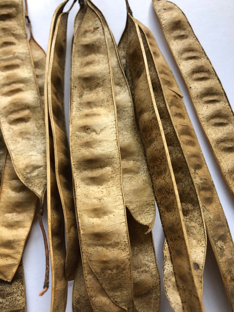 Mimosa Seed Pods Pink Silk Tree Green and Brown Available - Etsy