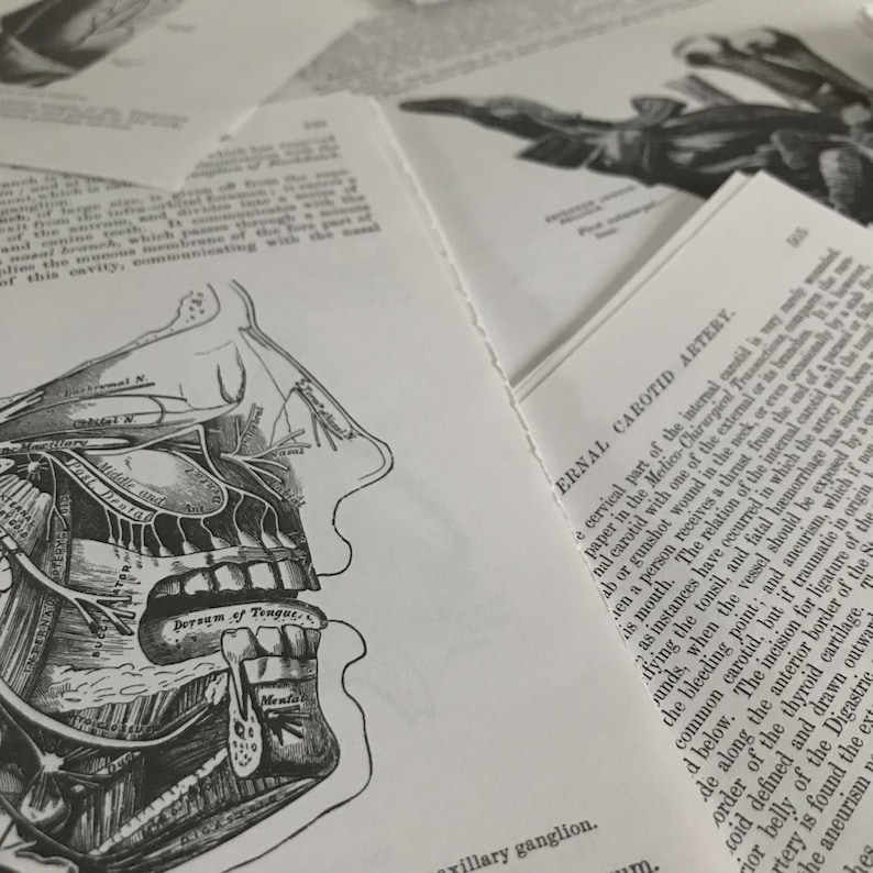 Vintage Gray's Anatomy Illustrations | Medical Book Pages | Medical ...