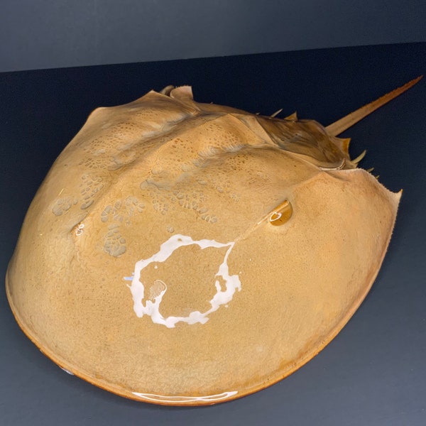 Horseshoe Crab - Etsy