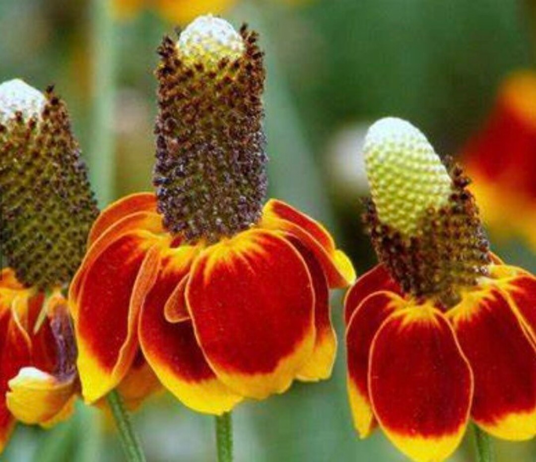 Mexican Hat . Wildflowers. Pollinators Garden. Perennials. 30 Seeds ...