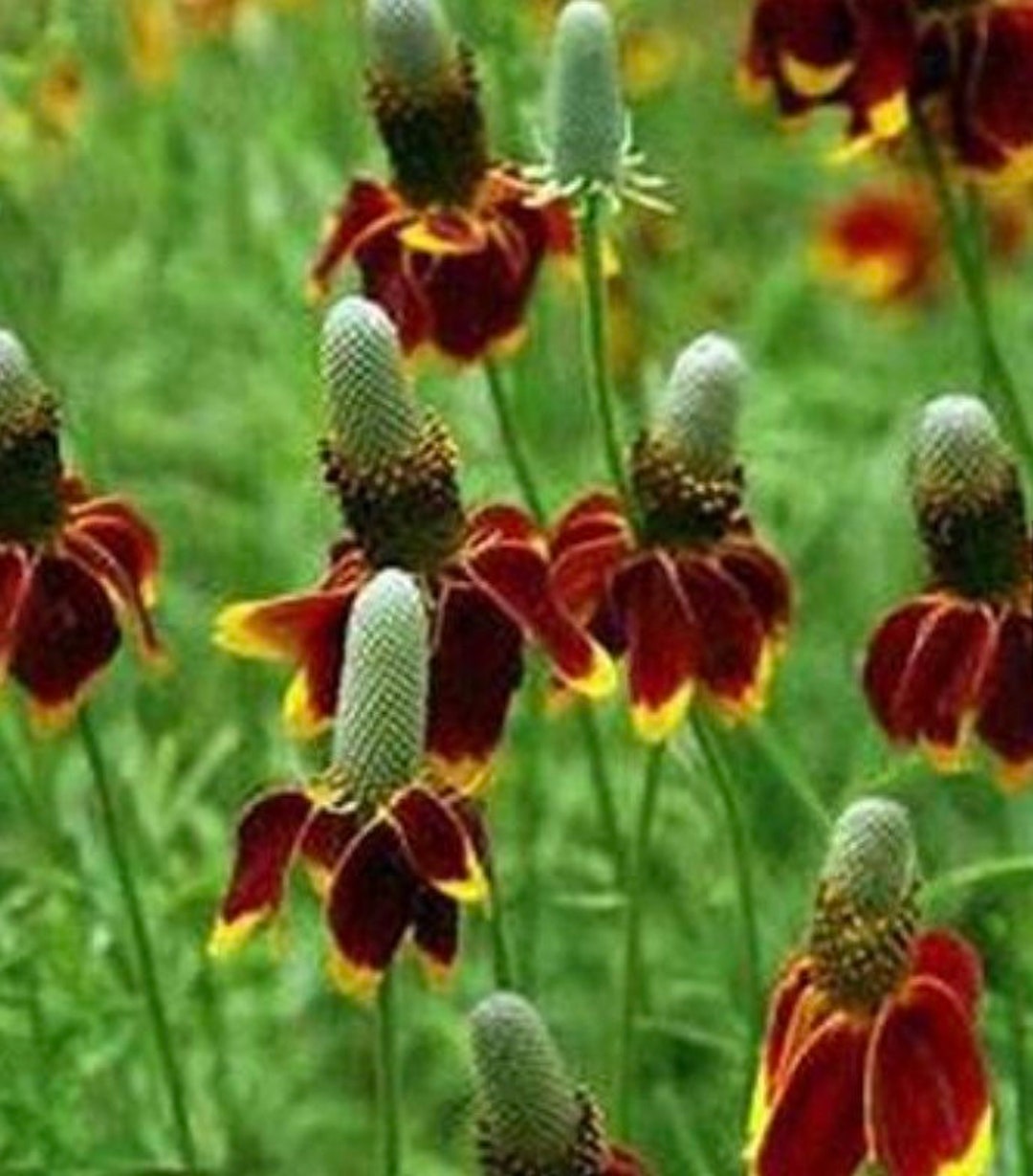 Mexican Hat . Wildflowers. Pollinators Garden. Perennials. 30 Seeds. - Etsy