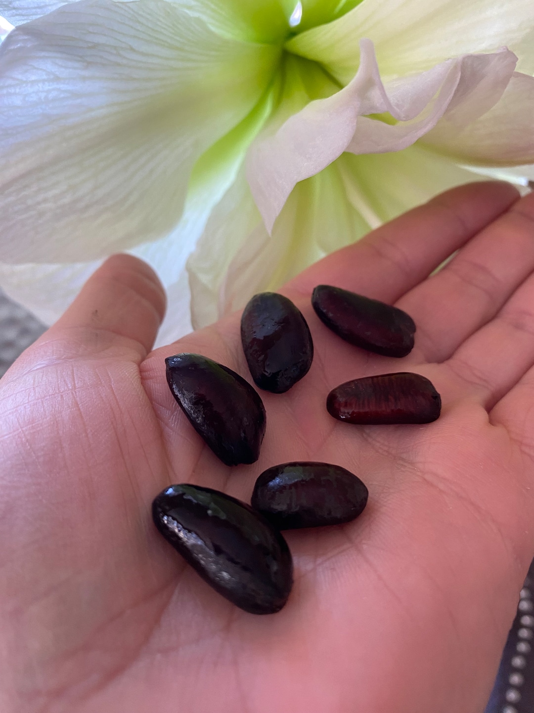 Pawpaw. Blend of Seeds From Niagara Region Orchards 7 Seeds From ...