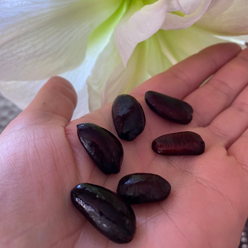 Aonoya Seeds - Etsy Canada