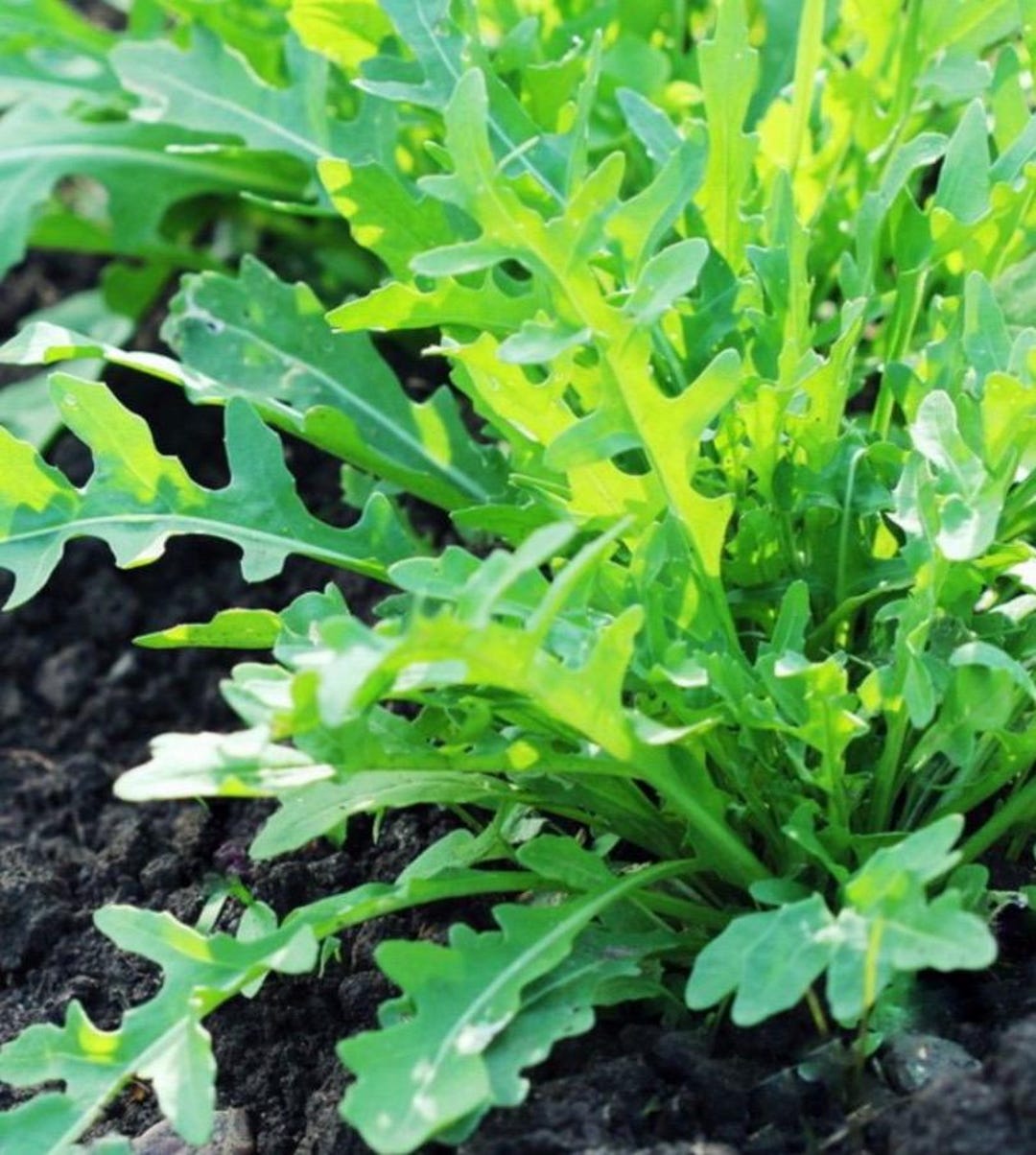 Arugula Aka Garden Rocket. Vegetable. 50 Seeds - Etsy Canada