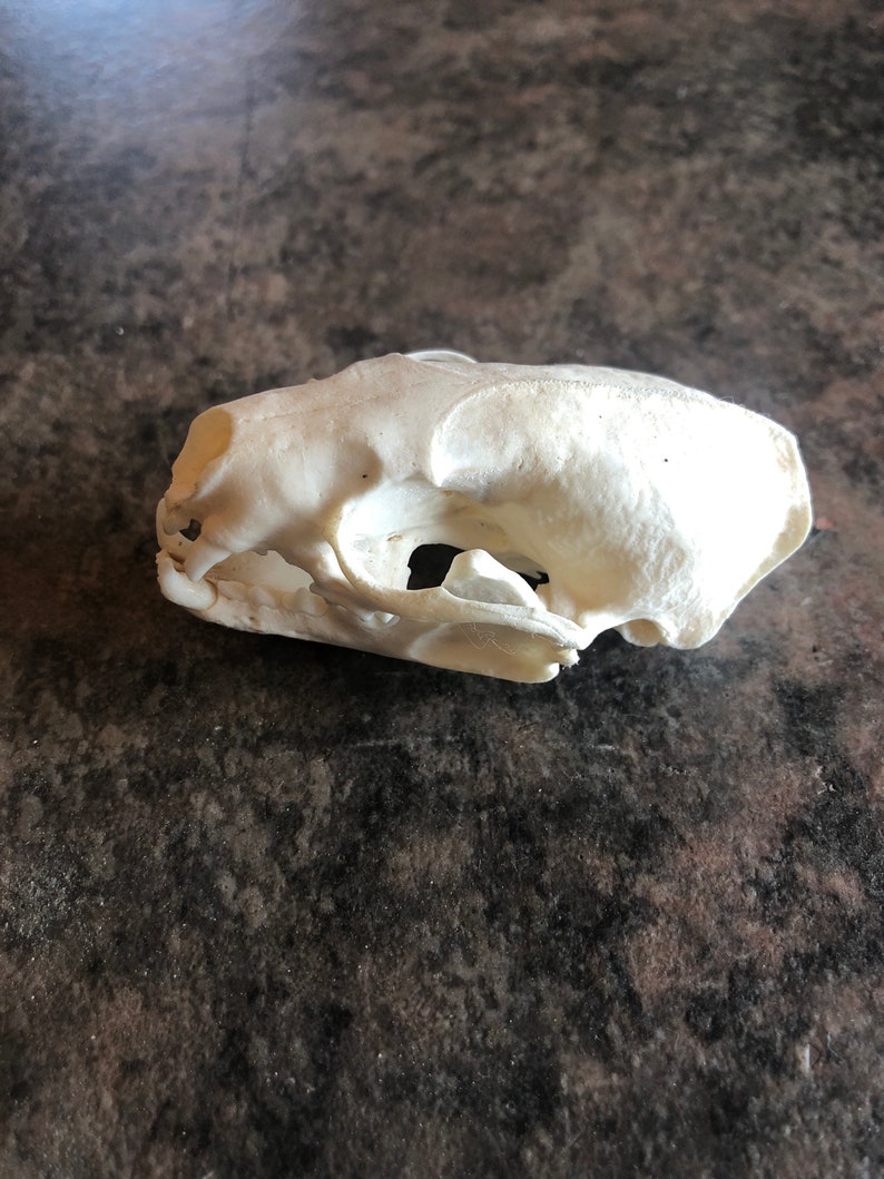 Mink Skull - Etsy