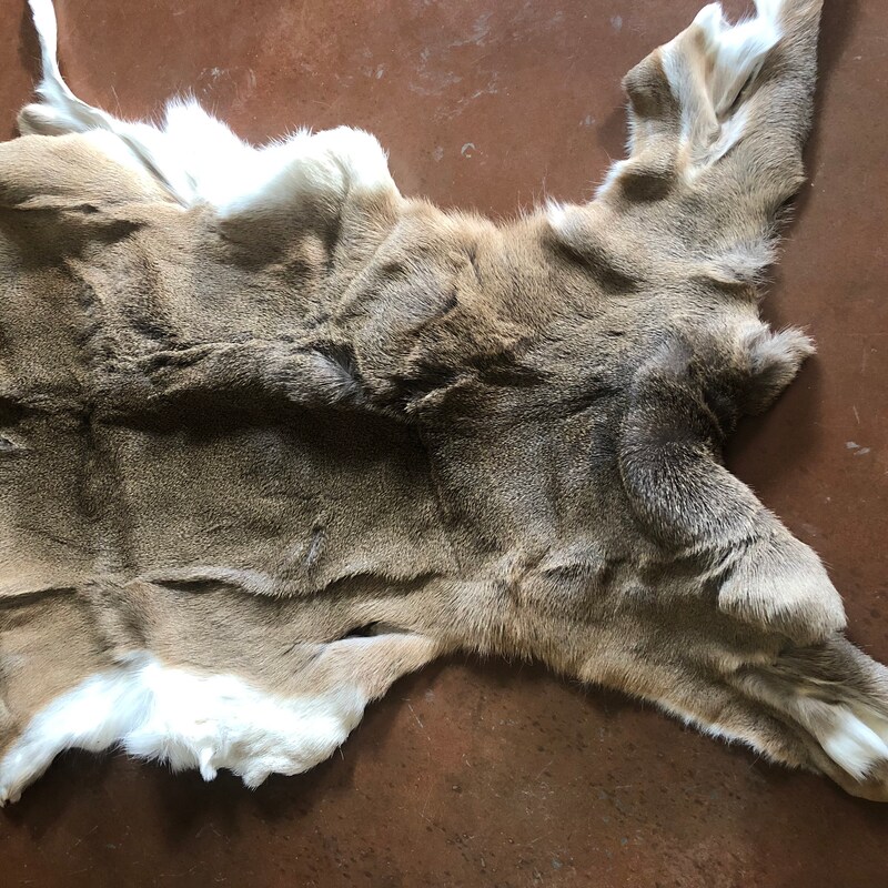Whitetail Deer Hide - Etsy
