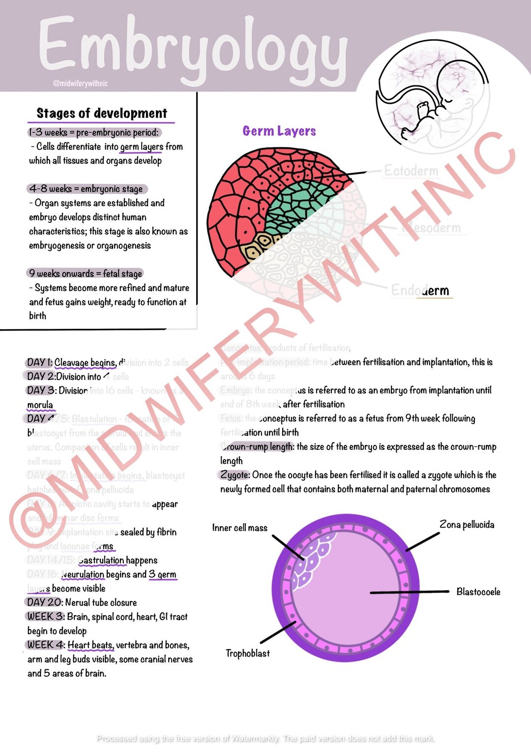 Embryology Poster, Student Midwife Poster Digital Download - Etsy