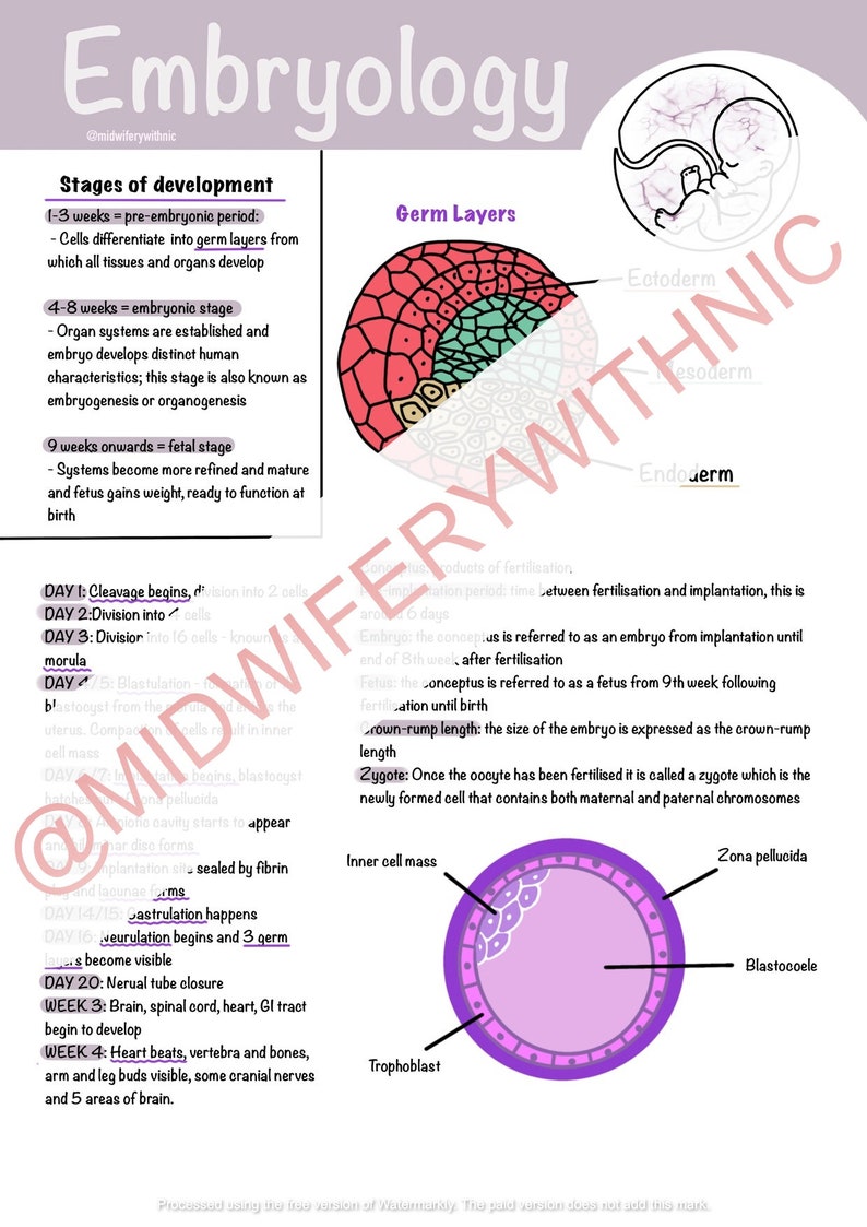 Embryology Poster, Student Midwife Poster Digital Download - Etsy