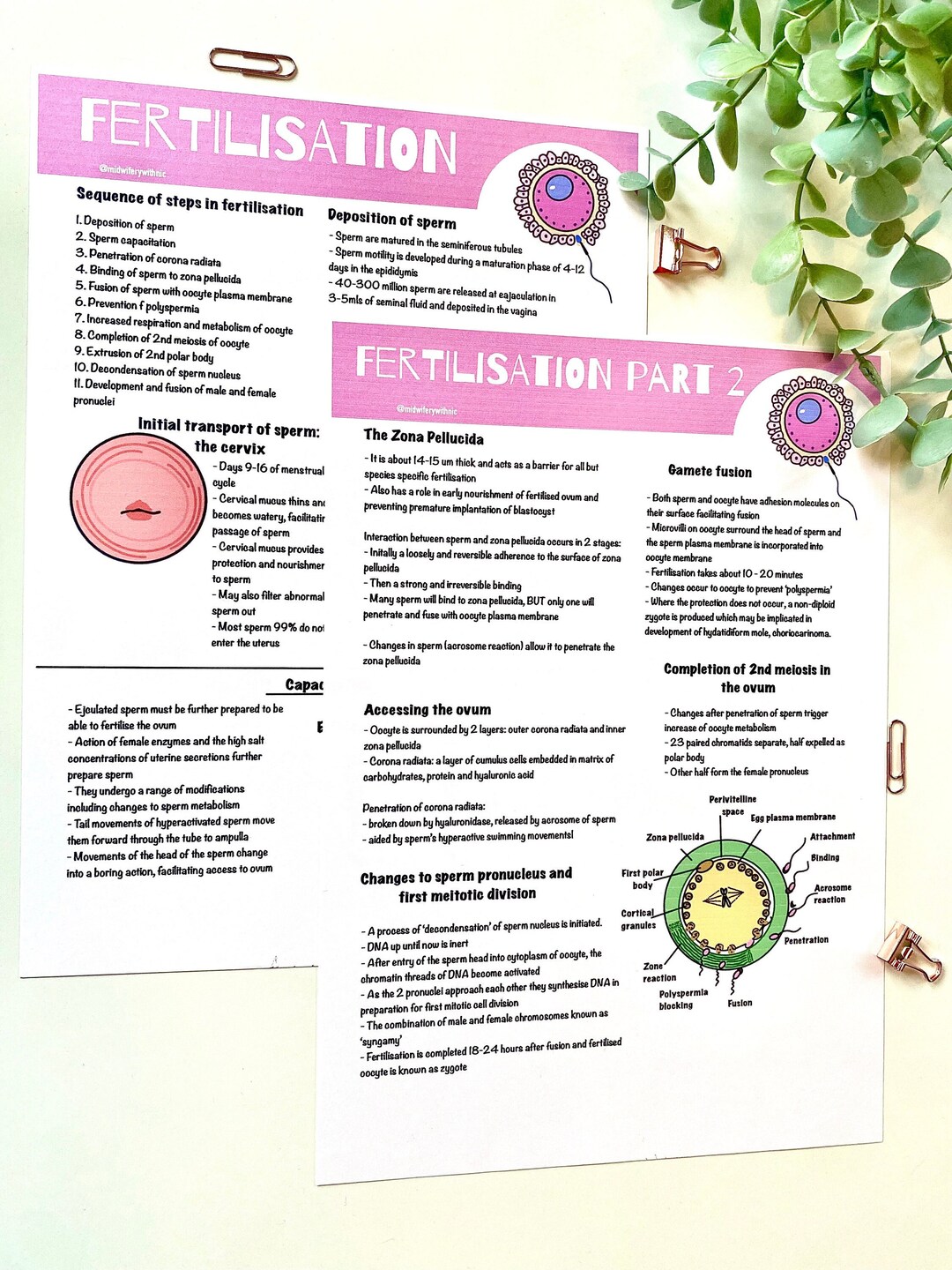 Fertilisation Midwifery Posters Anatomy Biology Revision - Etsy UK